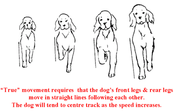 Gordon Setter Standard